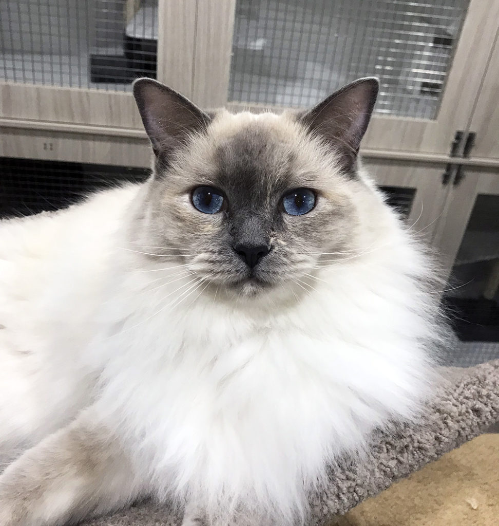 The Cat Hotel In Mount Waverley - High Street Road Animal Hospital